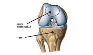 Patologías – Dr. Ángel Torres